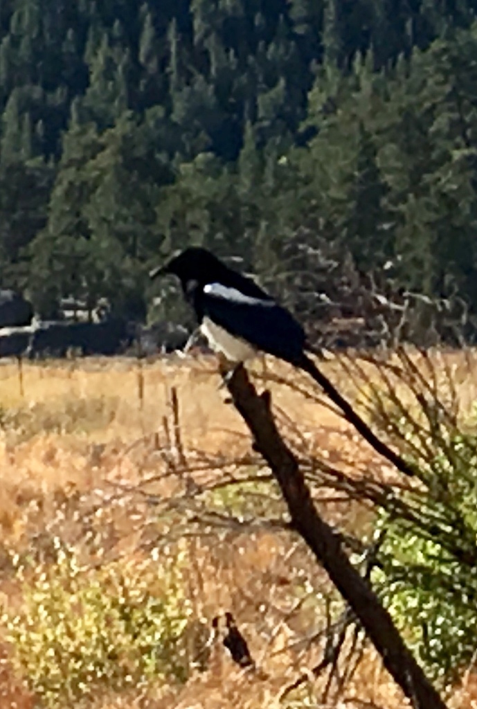 Black-billed Magpie from Rocky Mountain, Rocky Mountain National Park ...