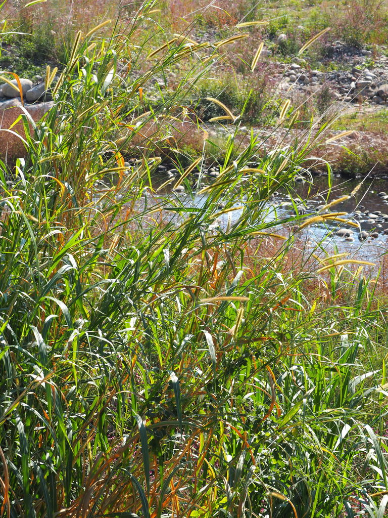 napier grass (Cenchrus purpureus) - Botanical Realm