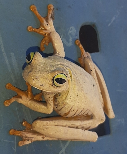 Rana Platanera de Ojos Pálidos (Charalá) · iNaturalist