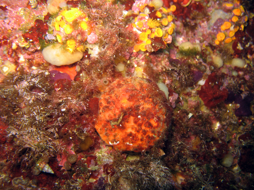 Demosponja (Tethya aurantium)