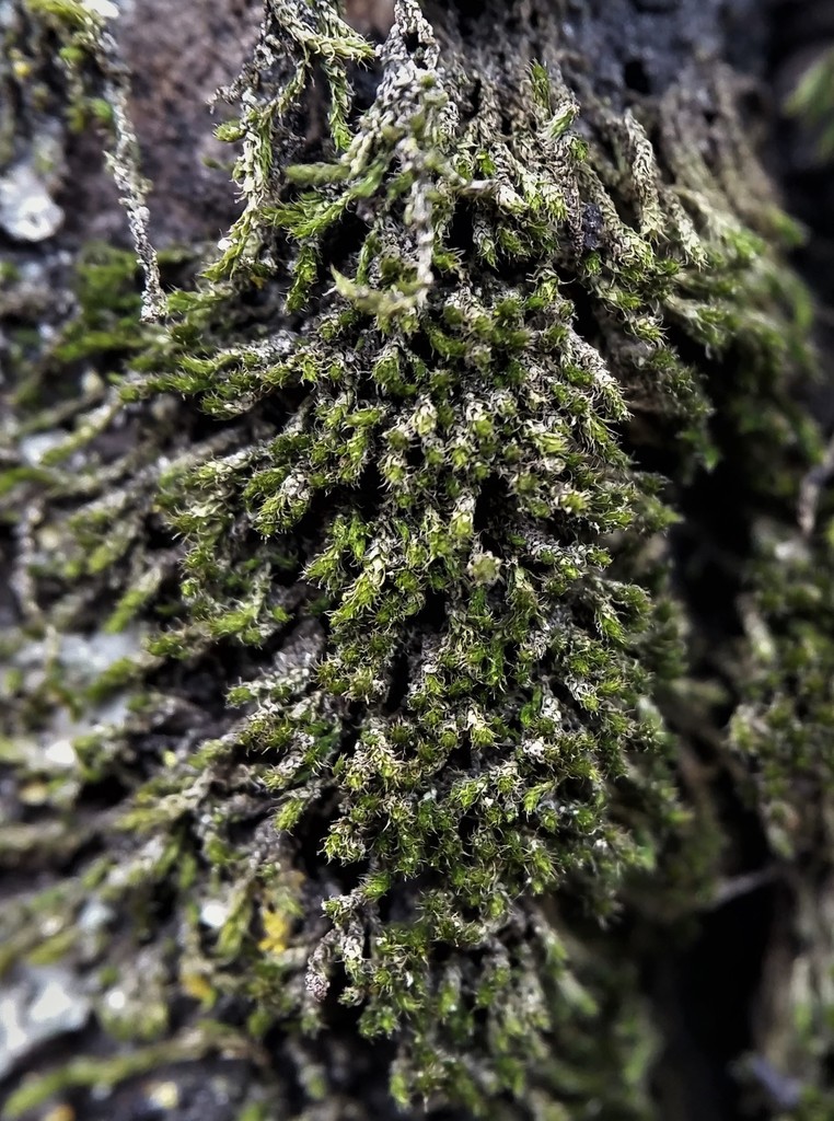 Fabronia ciliaris from Crown Heights, Brooklyn, NY, USA on January 09 ...