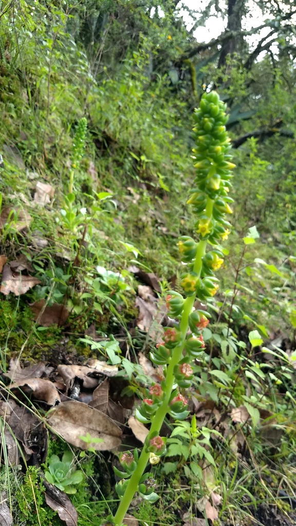 Echeveria megacalyx from San Francisco Teopan, Oax., México on ...