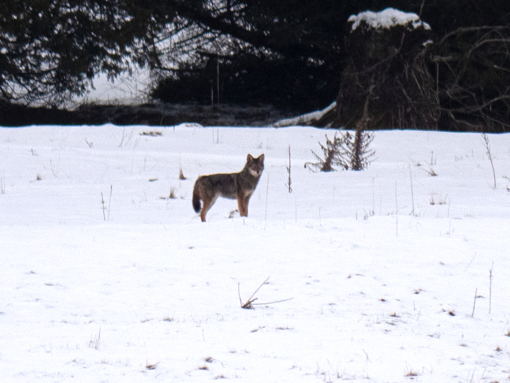 Coyote from Rutland, VT, USA on January 10, 2021 at 09:17 AM by Susan ...