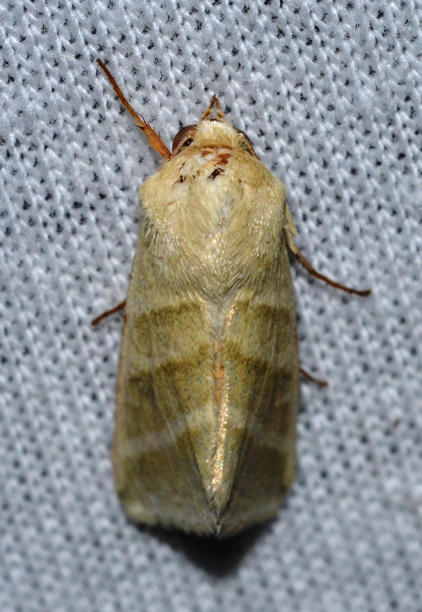 Heliothis virescens store