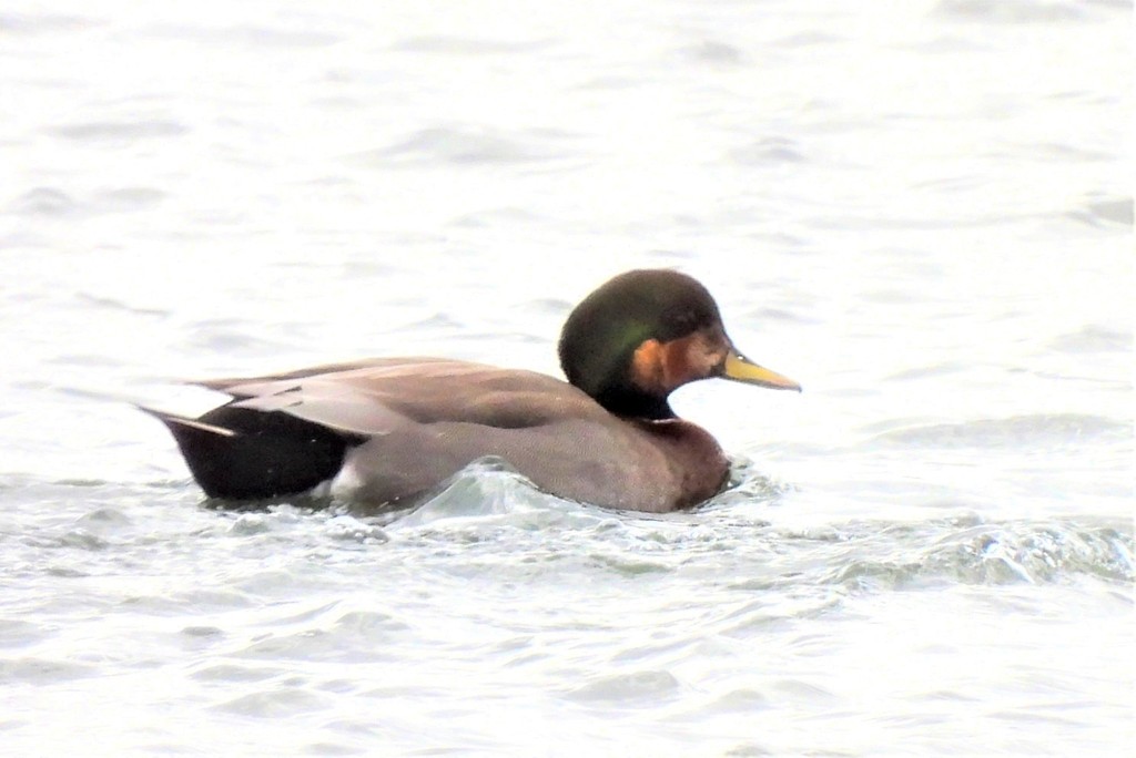 Brewer's Duck (Anas platyrhynchos × Mareca strepera) - Avian Discovery