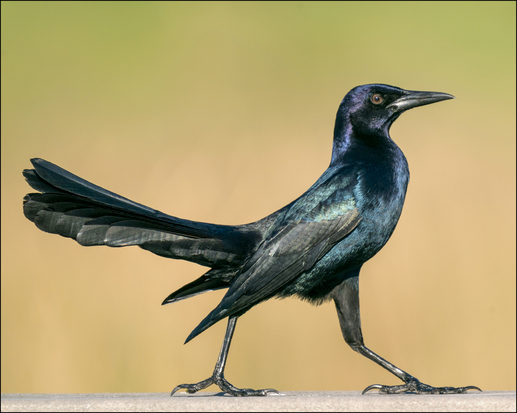 Boat-tailed Grackle (Birds of North & South Carolina) · iNaturalist
