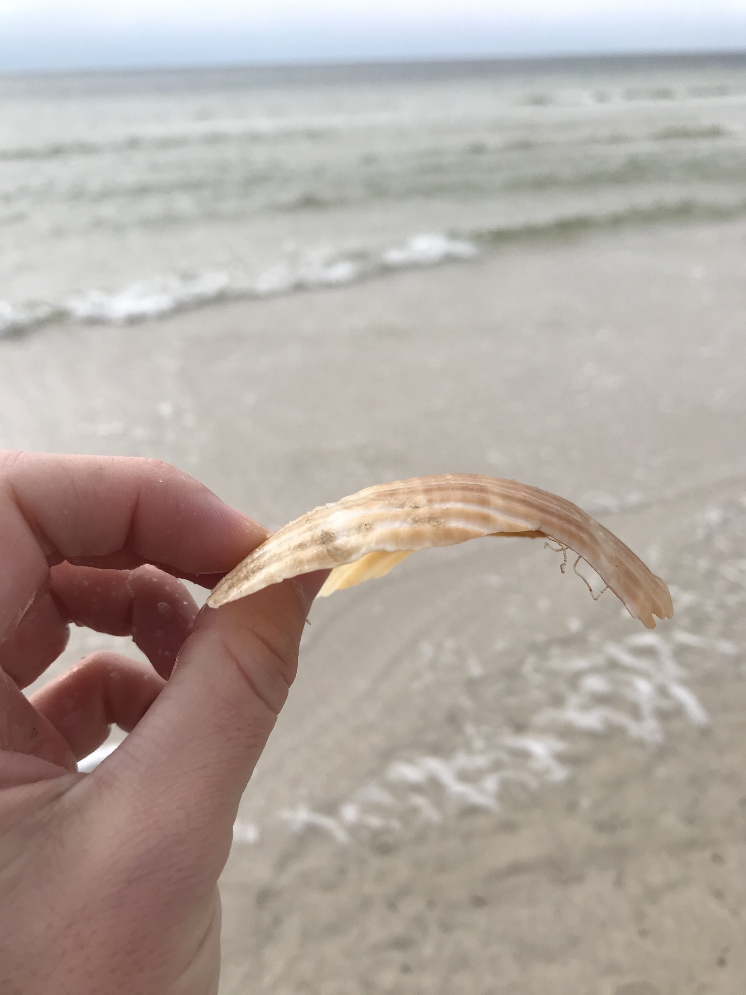 Tonna galea (Linnaeus, 1758)