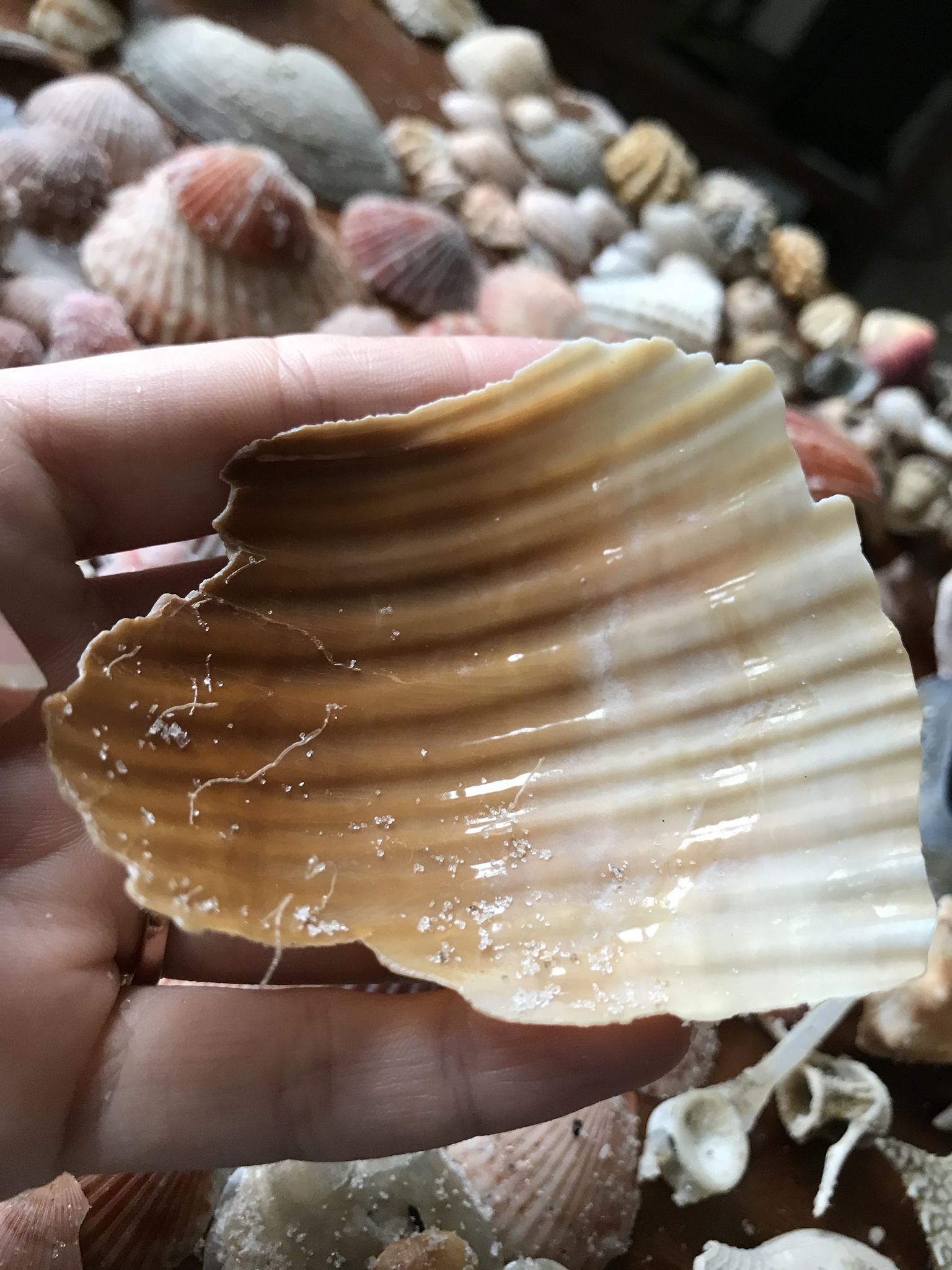 Tonna galea (Linnaeus, 1758)