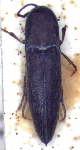 Nematodes cuneatus · iNaturalist