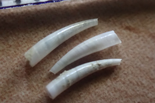 Cadulus teliger · iNaturalist Mexico