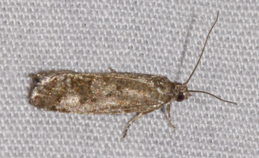 Cherry Fruitworm Moth from Métis-sur-Mer, QC, Canada on August 14, 2020 ...