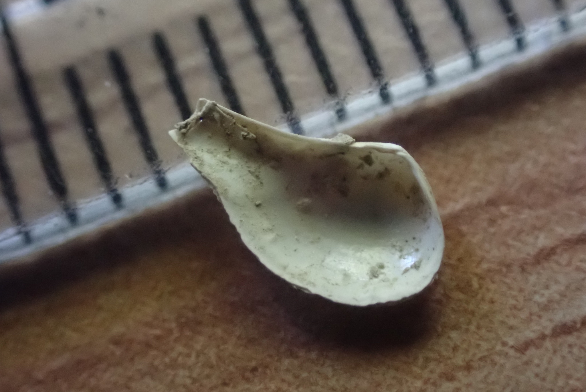 Cuspidariidae