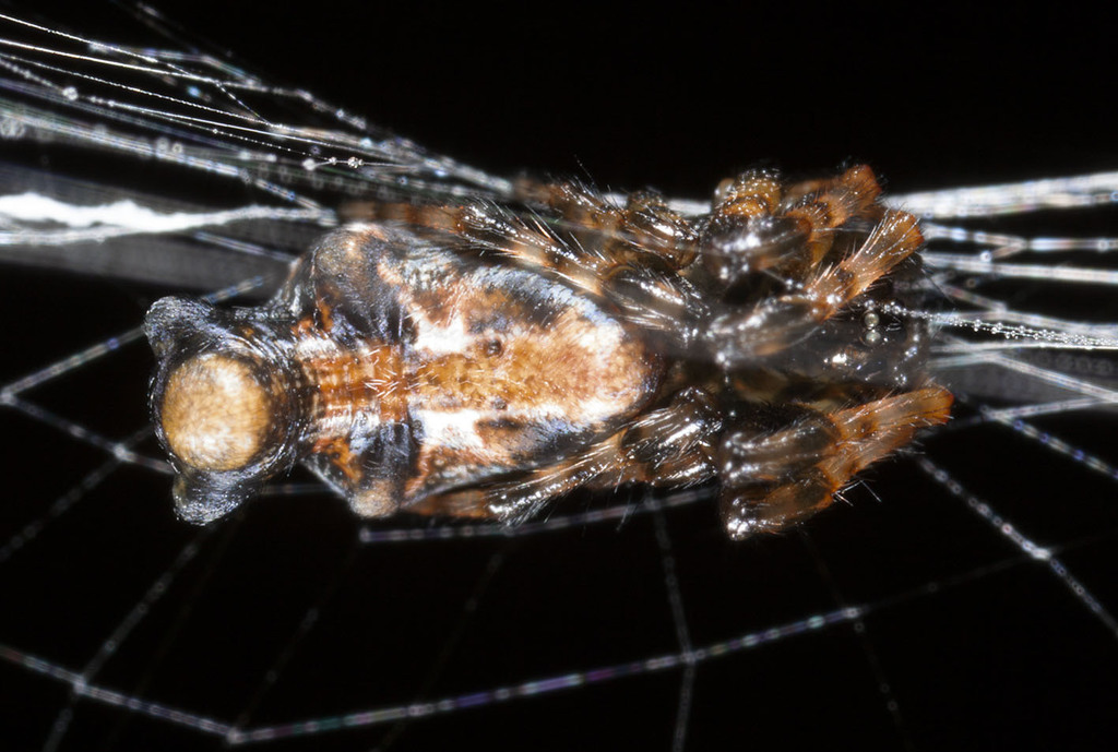 Three-lobed Spider from Diwan QLD 4873, Australia on May 18, 2018 at 11 ...