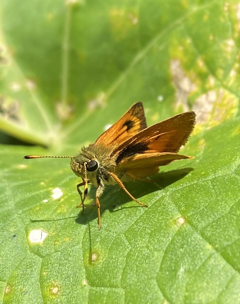 V-Mark Skipper in January 2021 by greensxm · iNaturalist