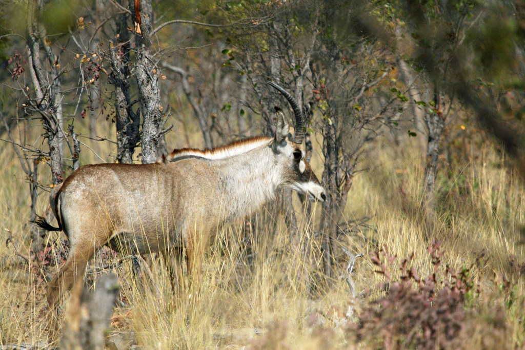 Southern Roan Antelope from Mahango Game Reserve, Namibia on September ...