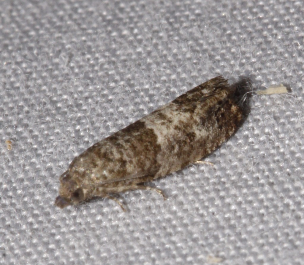 Larch-bud Moth from Le Rocher-Percé, QC, Canada on August 15, 2020 at ...