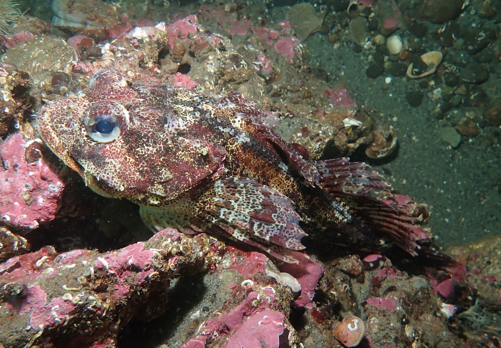 Red Irish Lord (Hemilepidotus hemilepidotus) - Marine Life Identification