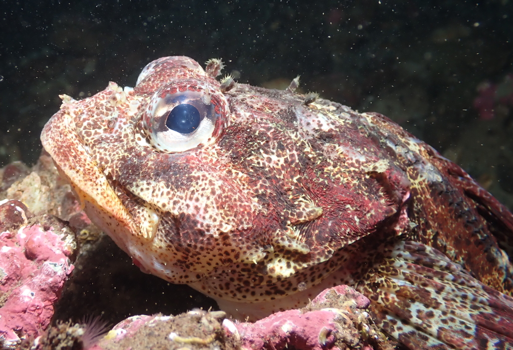 Red Irish Lord (Hemilepidotus hemilepidotus) - Marine Life Identification