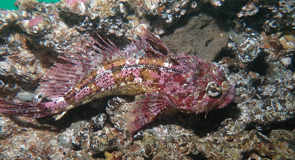 Red Irish Lord (Hemilepidotus hemilepidotus) - Marine Life Identification