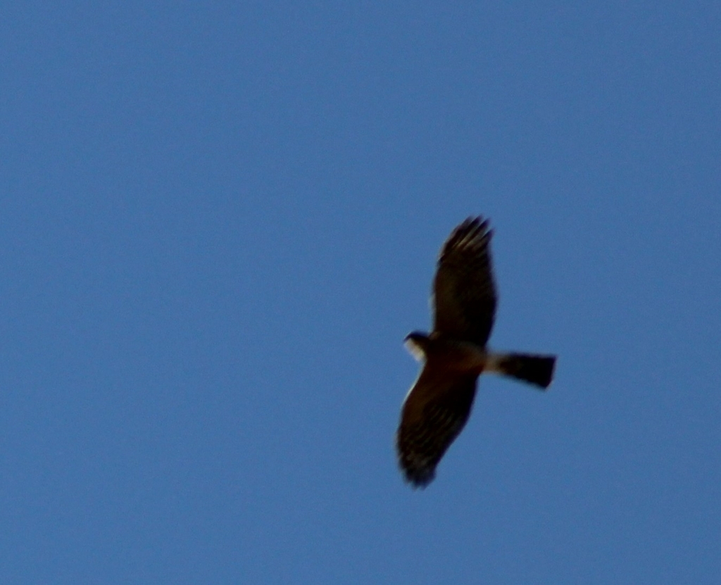 Sharp-shinned Hawk from Morris Dam, Azusa, CA 91702, USA on January 10 ...