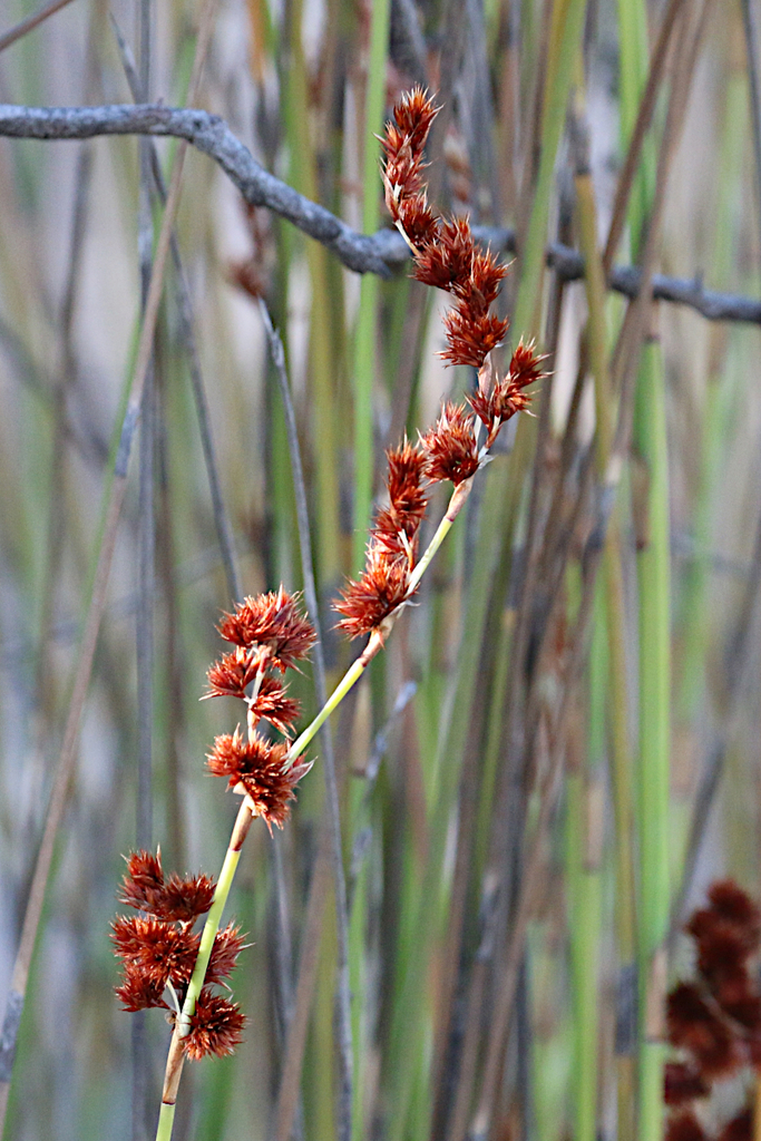 Dapsilanthus ramosus from Cowal Creek Rd Crossing, Injinoo QLD 4876 ...