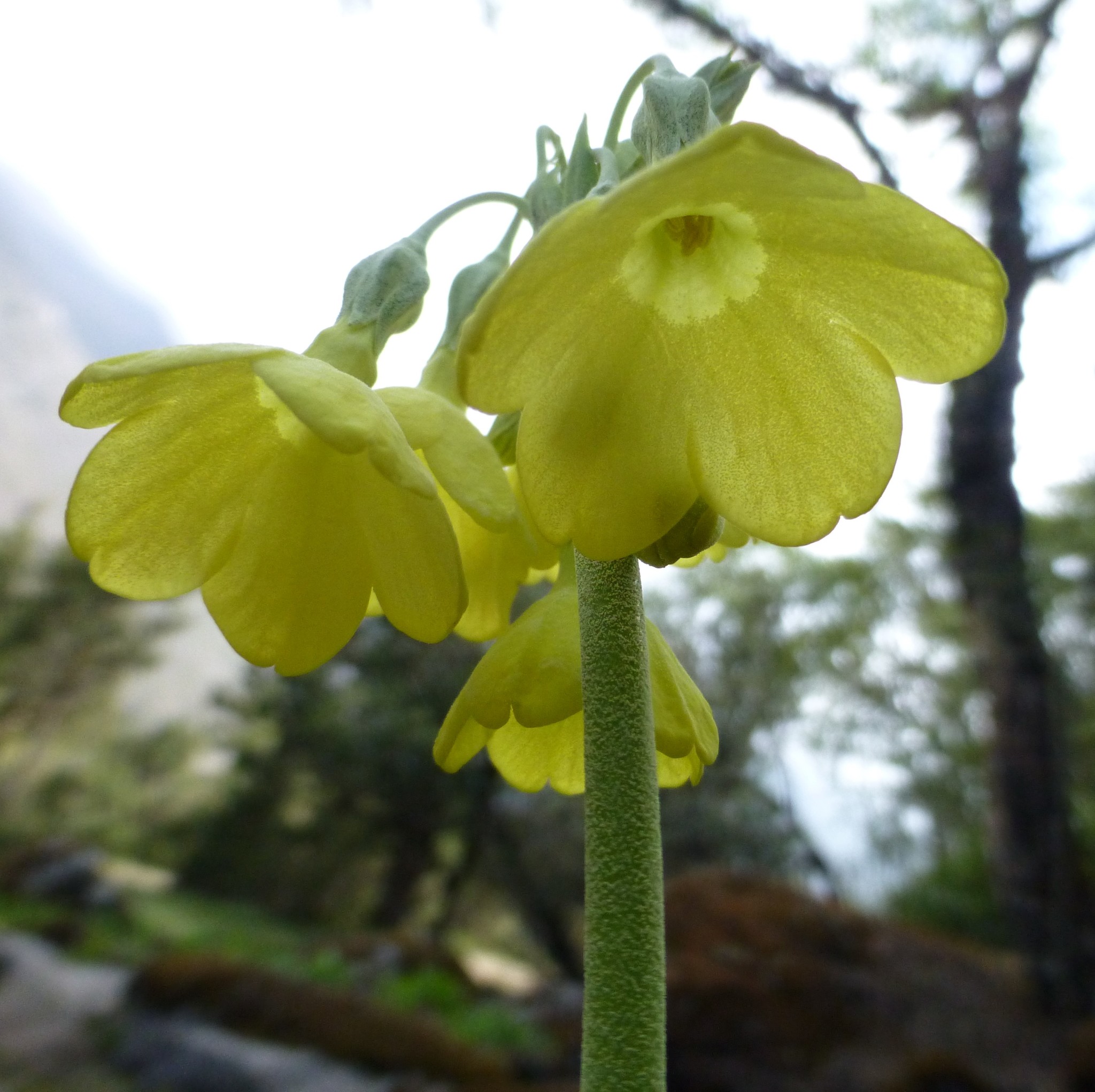 Primula sikkimensis Hook.