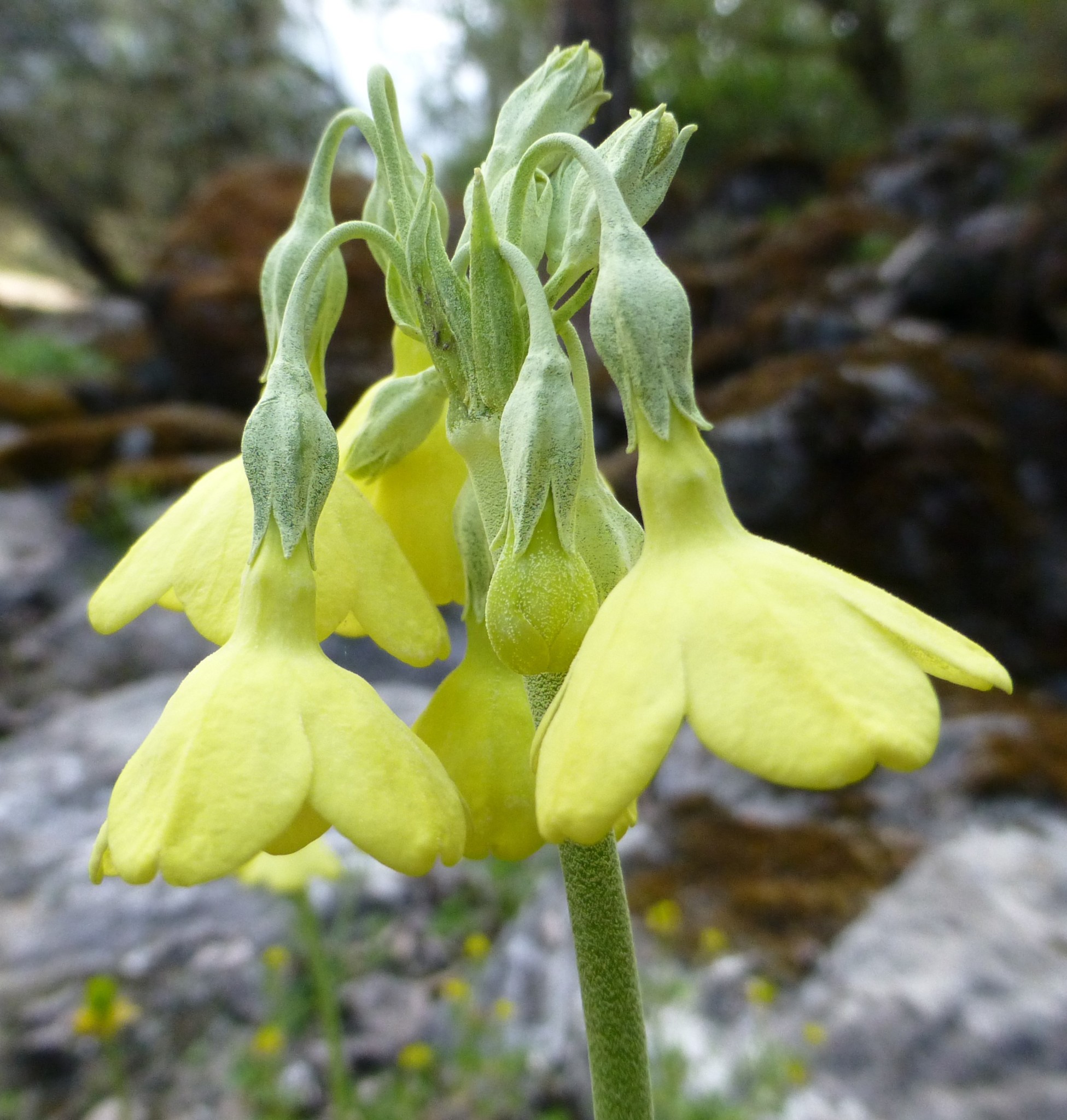 Primula sikkimensis Hook.