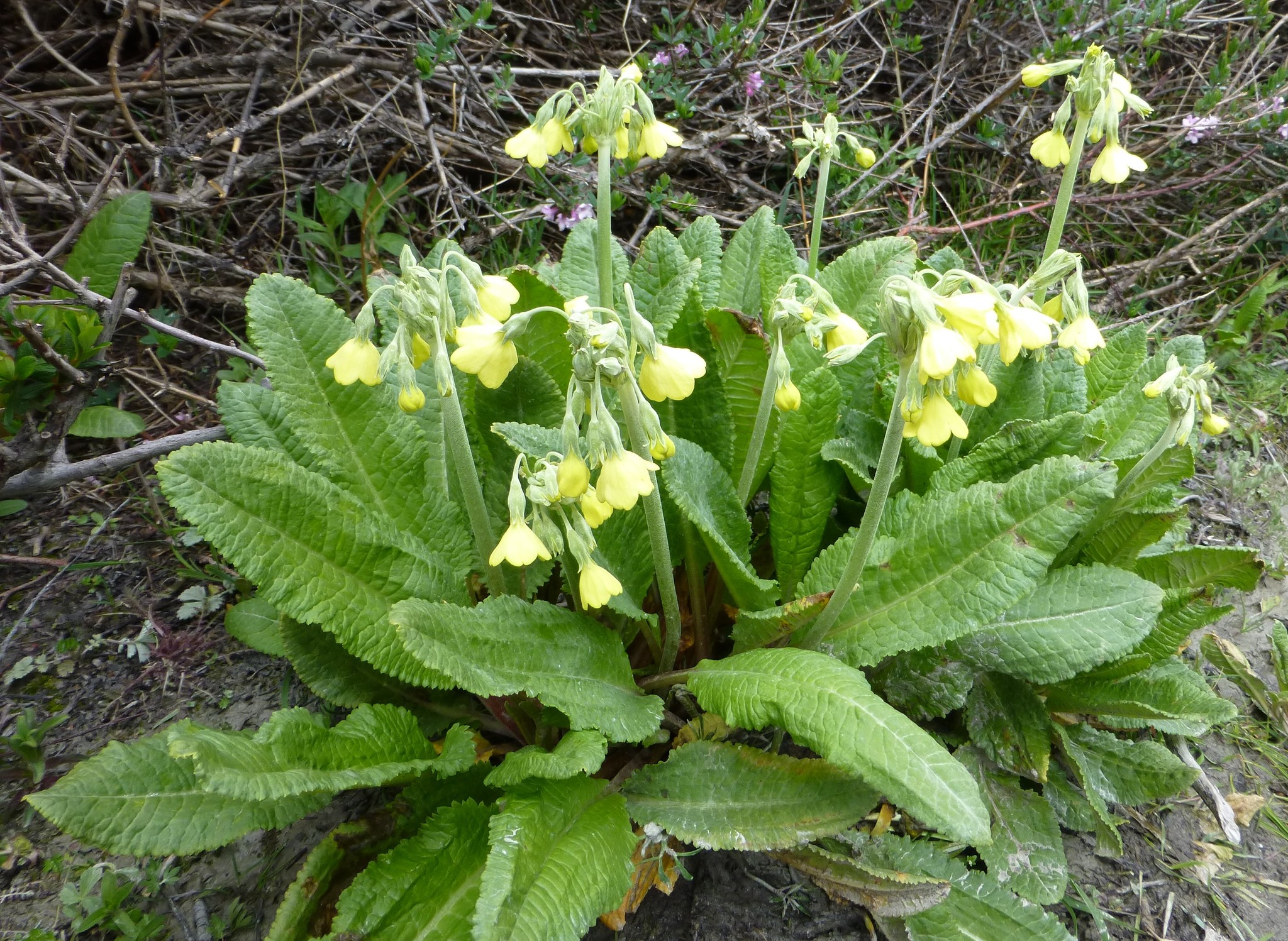 Primula sikkimensis Hook.