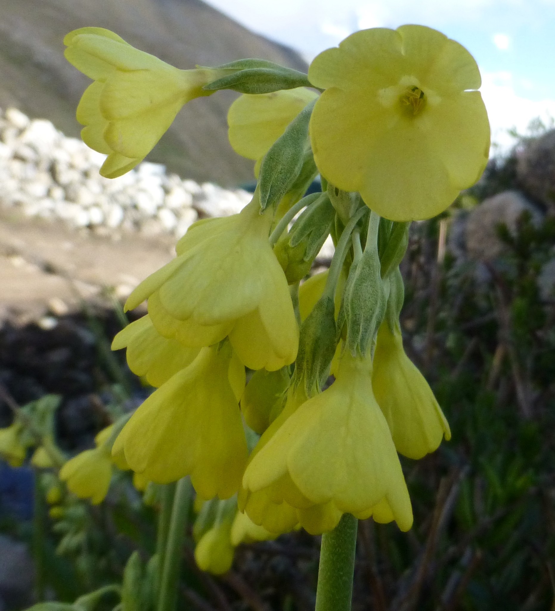 Primula sikkimensis Hook.