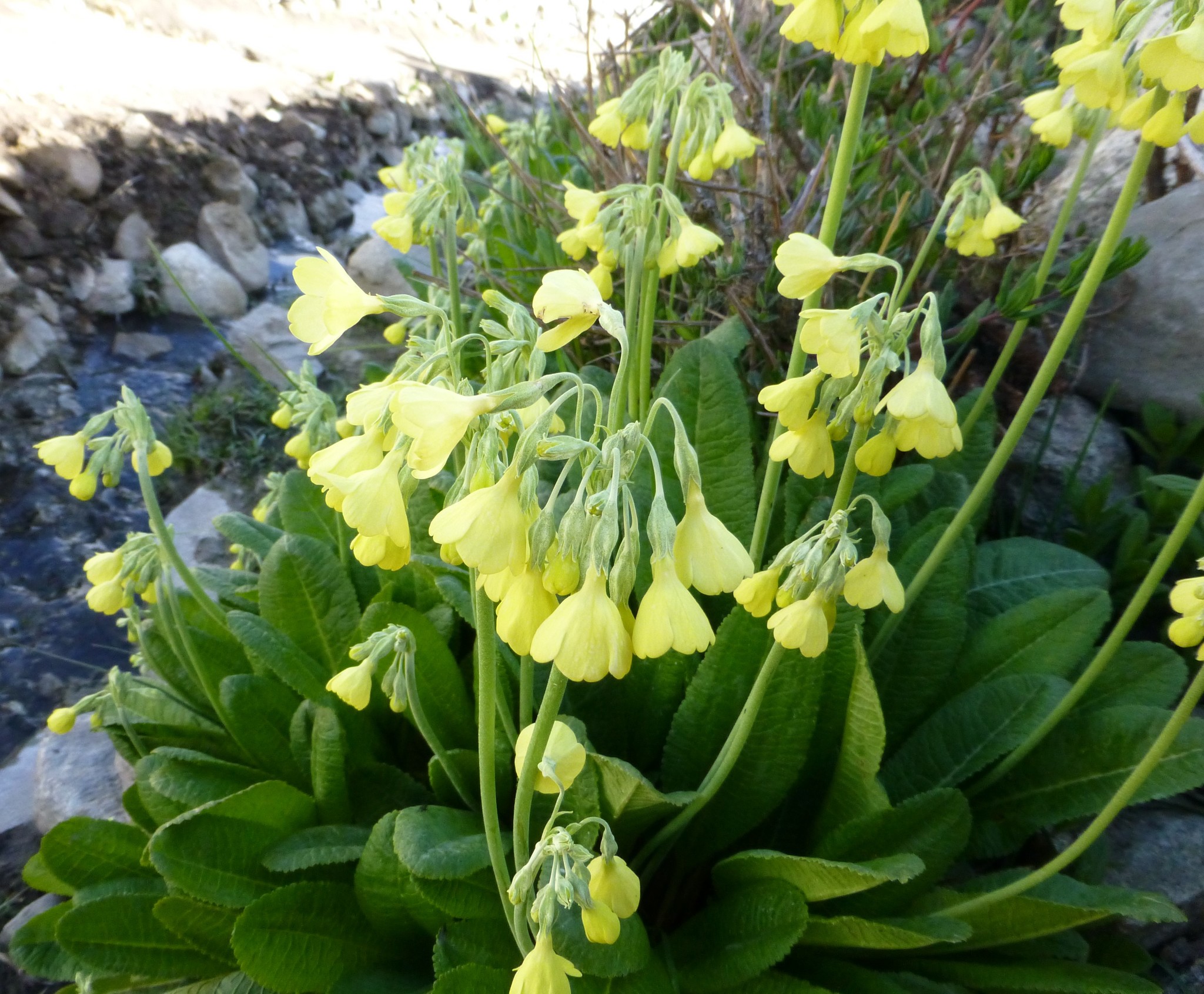 Primula sikkimensis Hook.