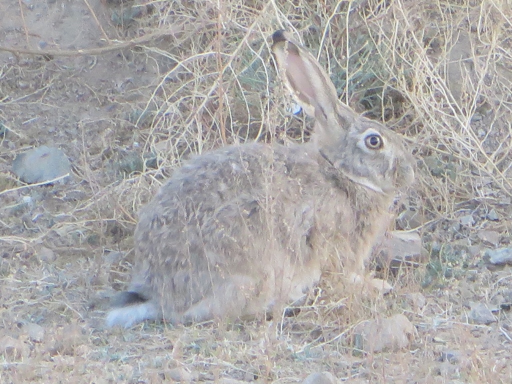 Tolai Hare (Lepus tolai) - Know Your Mammals