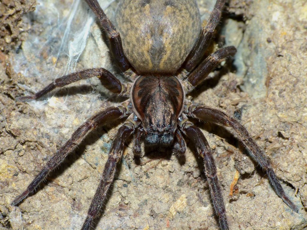 Uliodon cervinus from Dunedin - Botanic Gardens on October 6, 2017 at ...