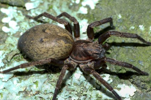 Uliodon cervinus · iNaturalist