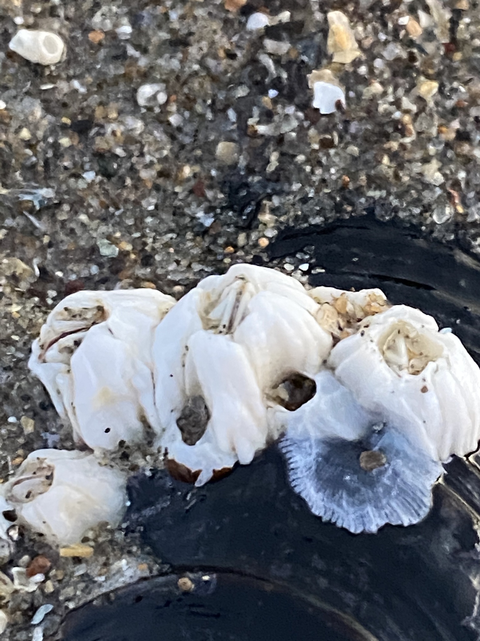 Balanus crenatus Bruguière, 1789