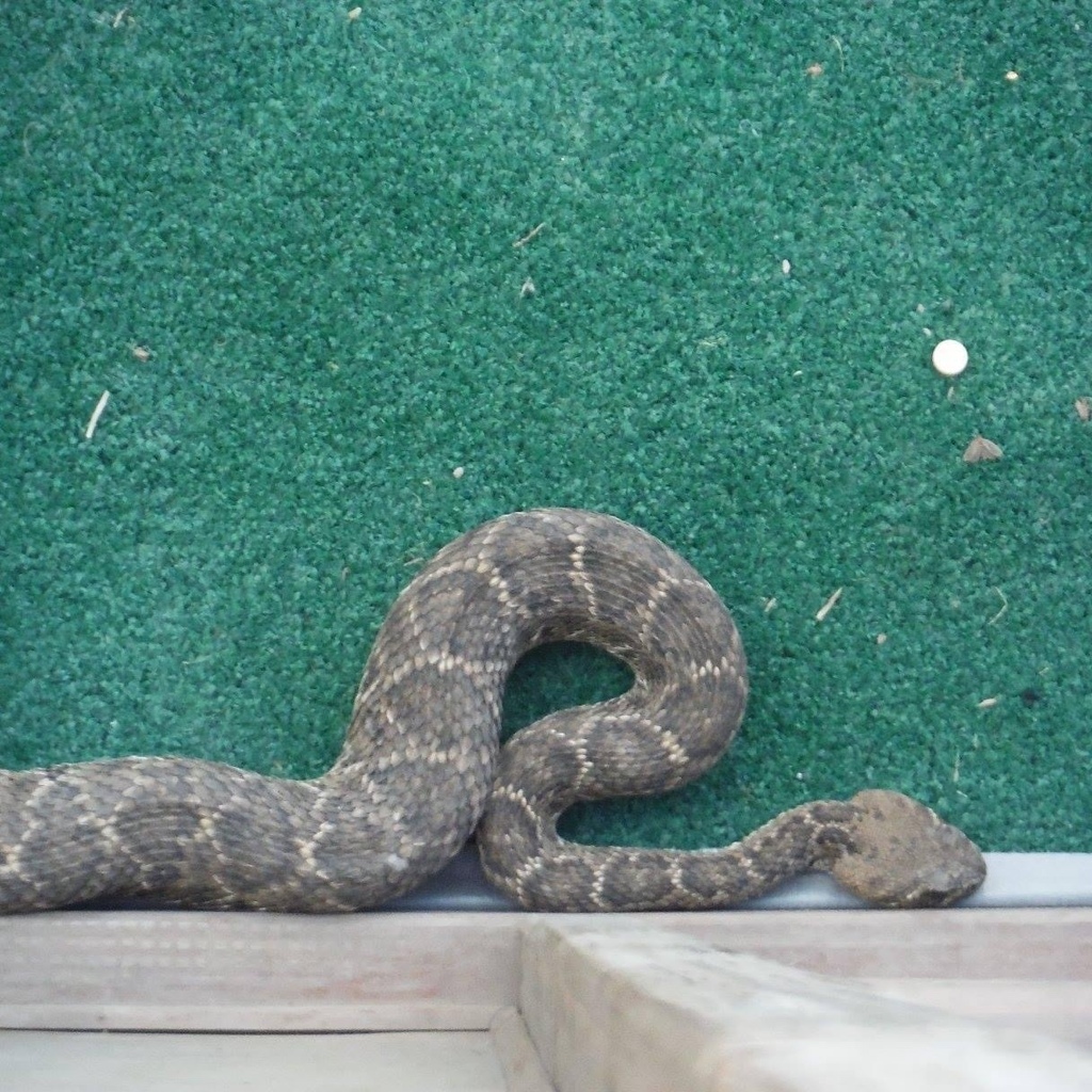 Western Diamond-backed Rattlesnake from tx-44, freer, texas on May 1 ...