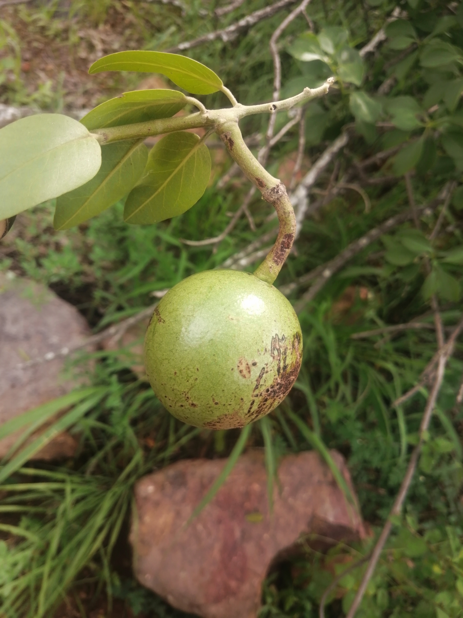 Capparis tomentosa Lam.
