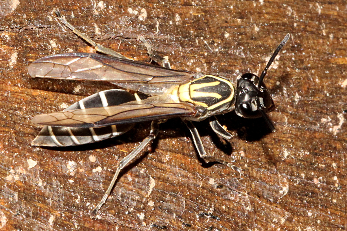 Polybia liliacea (Fabricius, 1804)