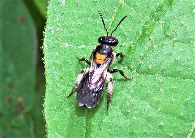 Yellow-spotted Leioproctus from Ravensbourne QLD 4352, Australia on ...