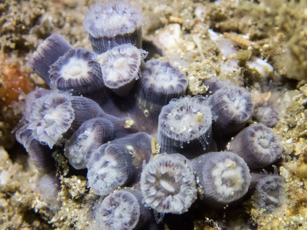 Astrangia woodsi (Marine invertebrates of Randwick costal area: Coogee ...