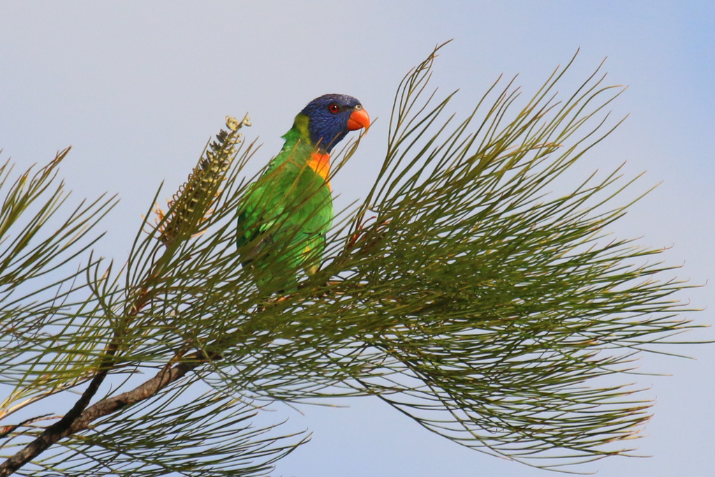 Cape York Rainbow Lorikeet from Cowal Creek Rd Crossing, Injinoo QLD ...