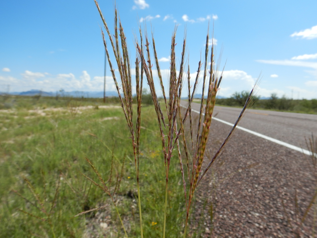 King Ranch Bluestem (Grasses, Sedges, Catails, and Allies (Order Poales ...