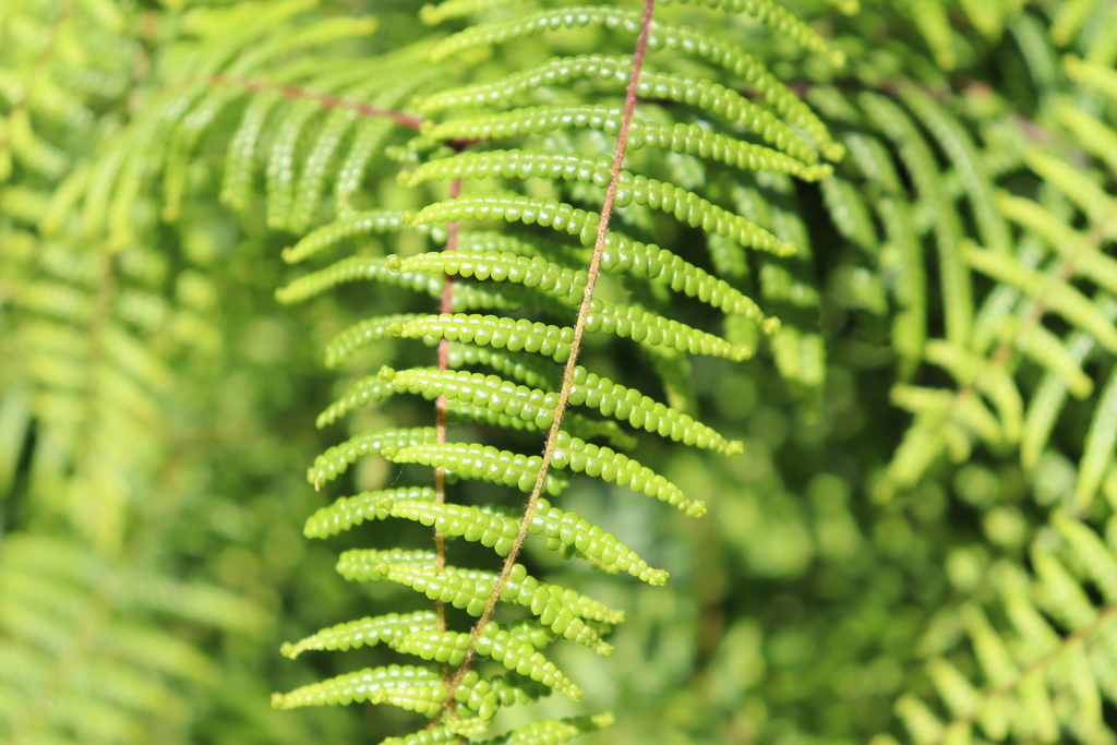 scrambling coral-fern from Kurth Kiln Regional Park, Yellingbo VIC ...