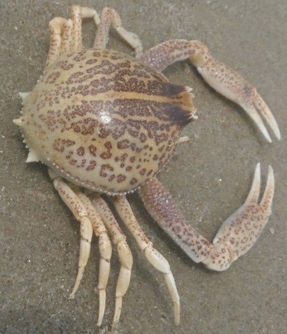 Speckled Purse Crab from padre island national seashore, turtle lab on ...