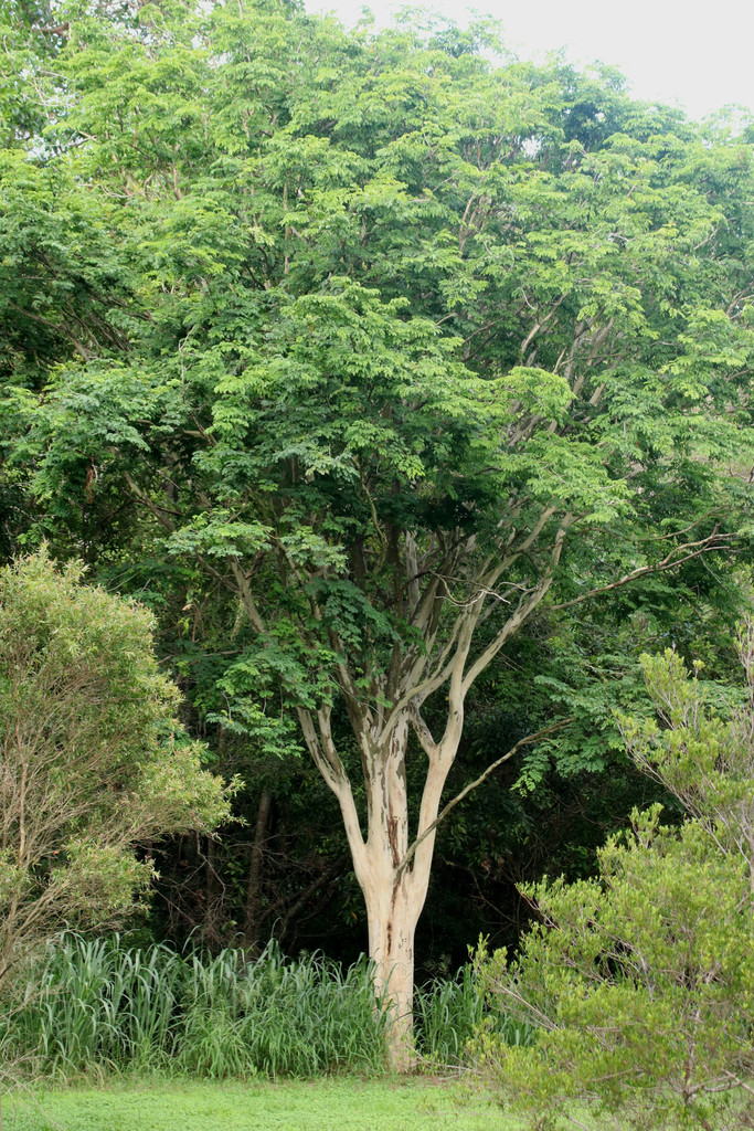 Brazilian ironwood (Libidibia ferrea) - Botanical Realm