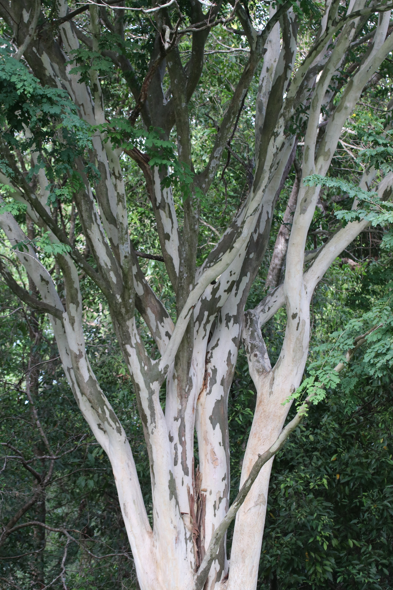 Libidibia ferrea (Mart. ex Tul.) L.P.Queiroz