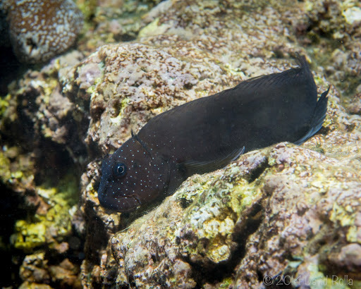 Gargantuan Blenny (Reef Fish of the Hawaiian Islands) · iNaturalist