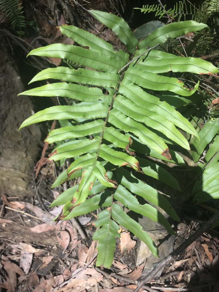 Hard Water-fern from Kurth Kiln Regional Park, Yellingbo VIC, Australia ...
