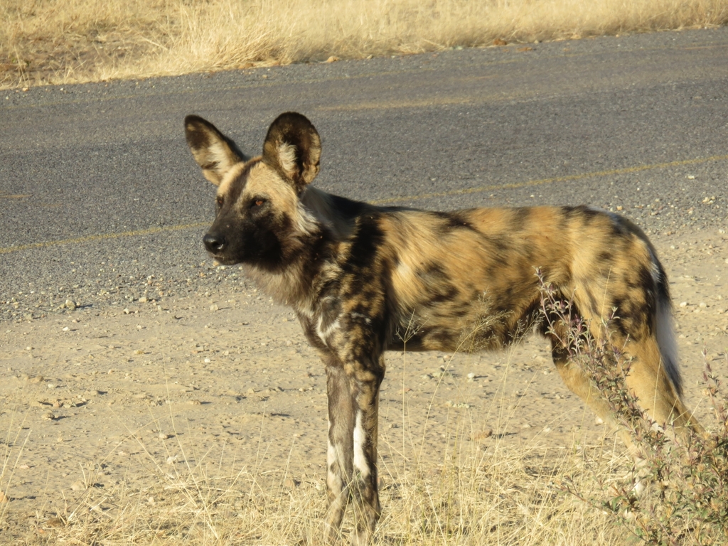 Cape Wild Dog (Lycaon pictus pictus) - Know Your Mammals