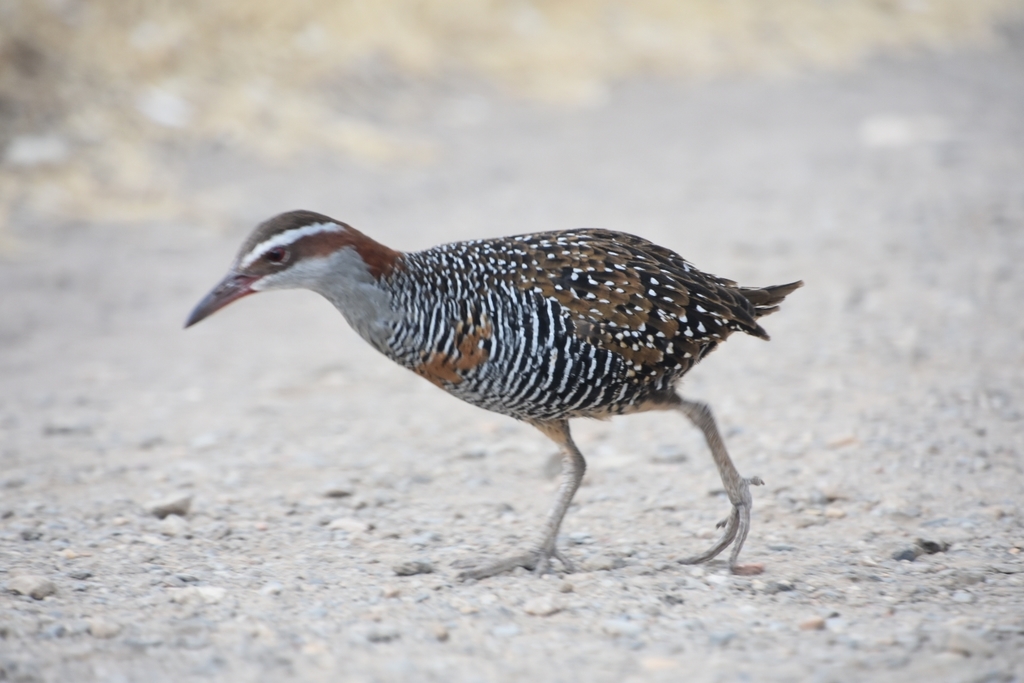 Rails, Crakes, Gallinules, and Coots (Rallidae) - Avian Discovery