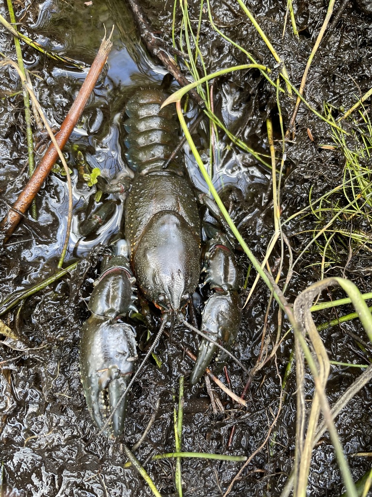 Alpine Spiny Crayfish in January 2021 by bodowski · iNaturalist